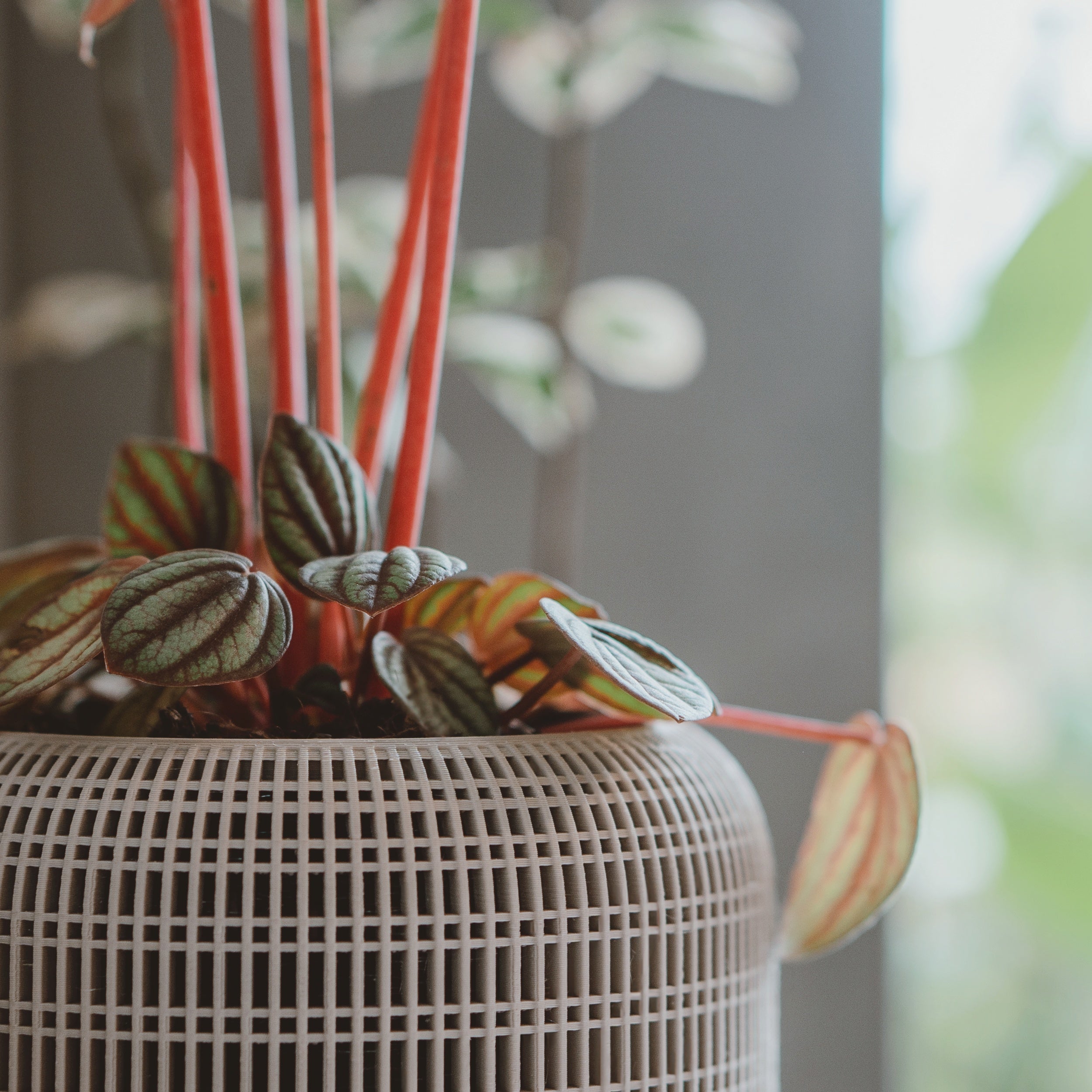 COCOON SELF-WATERING & AIR PRUNING PLANTER | VerdiPot Easy Care, Eco ...